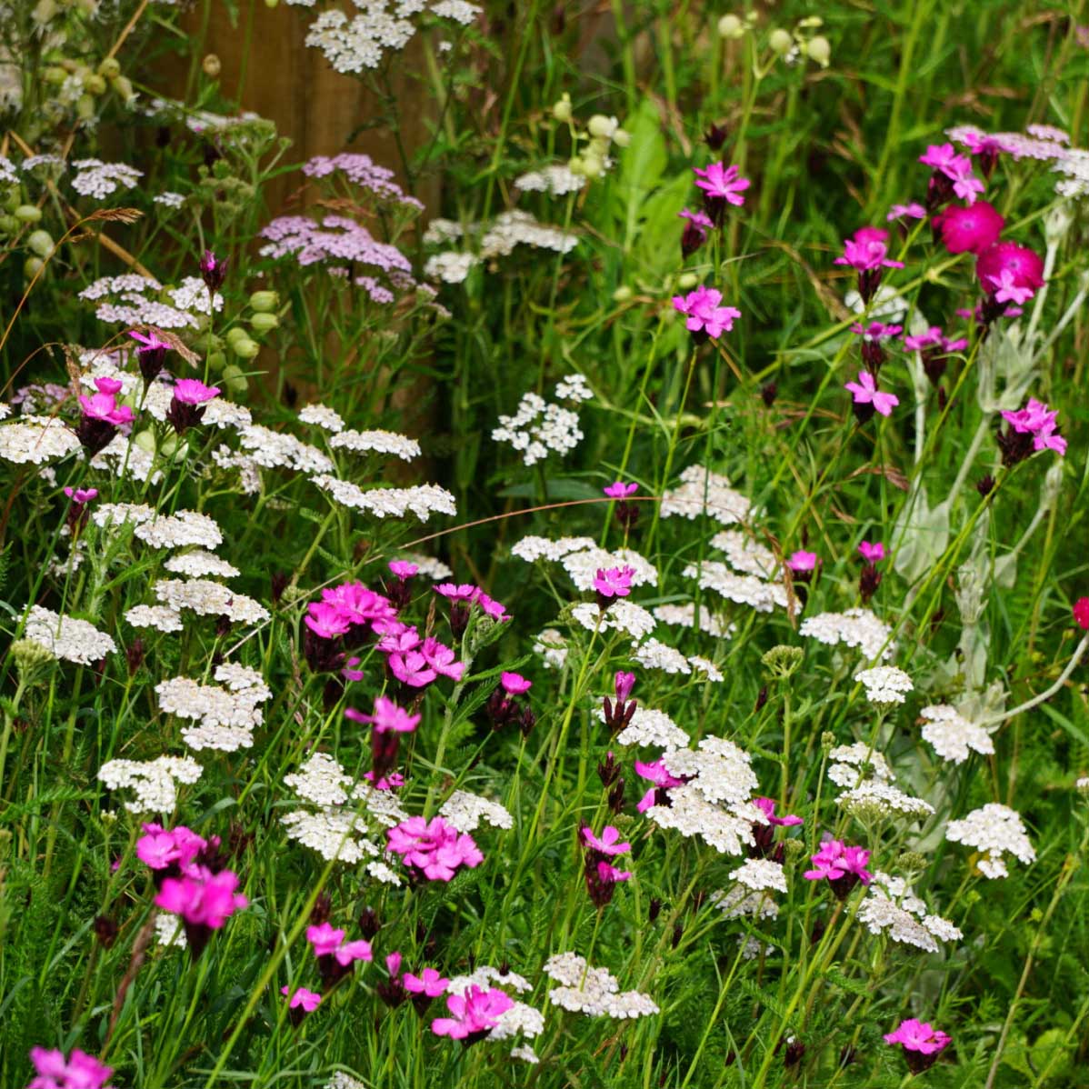 Bloomingfields – Do not plant it, seed it!
